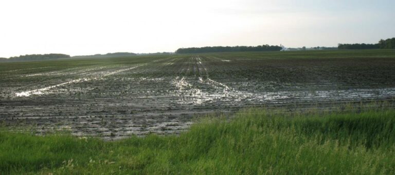 wet corn field crop | Winona County Emergency Management